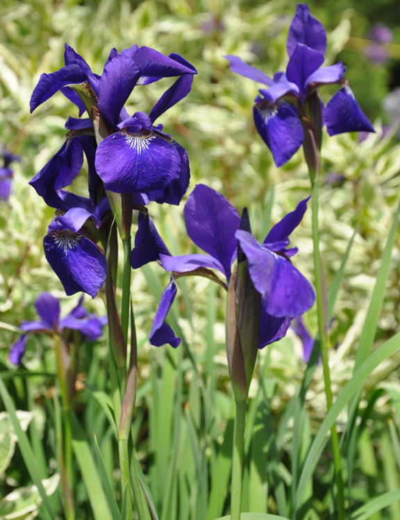 Three Dogs in a Garden: How to Grow Siberian Iris