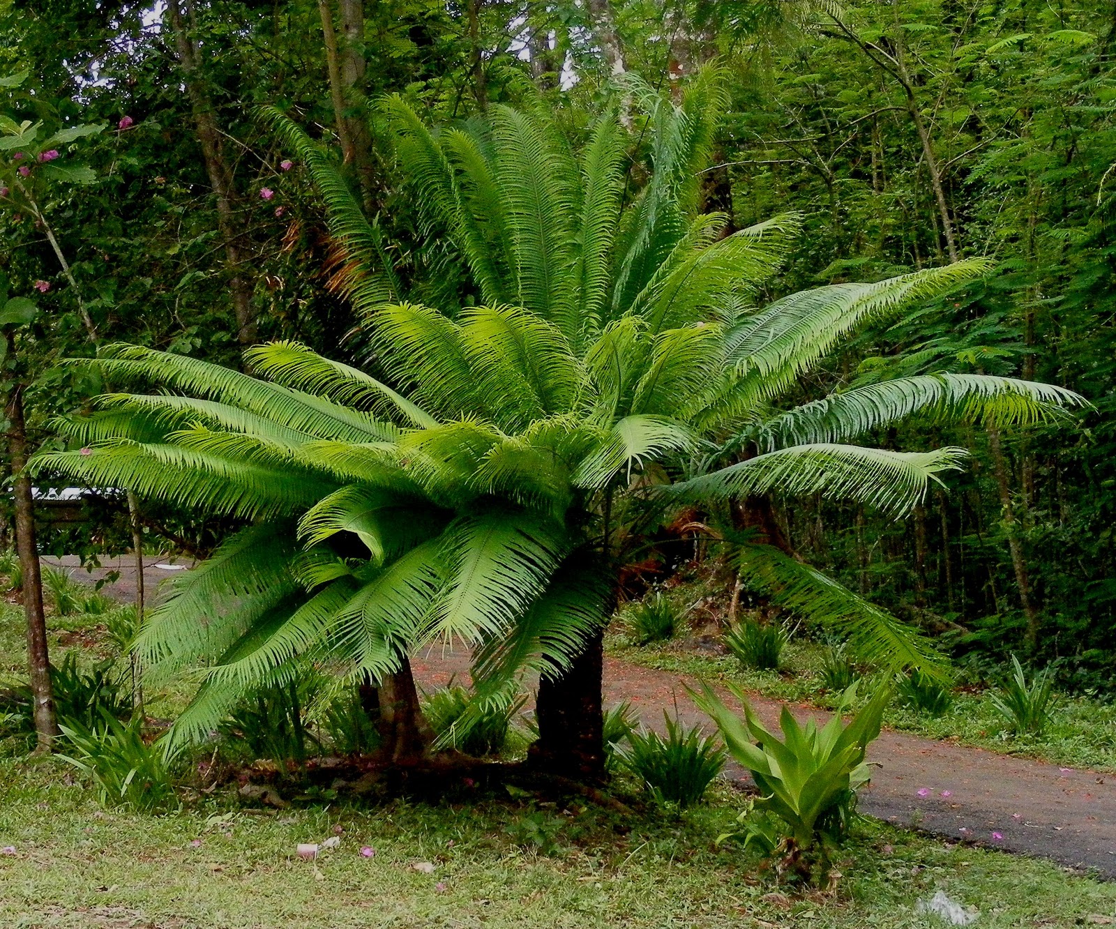 Home And Garden : Cycas circinalis