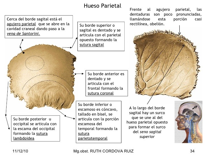 ANATOMÍA HUMANA