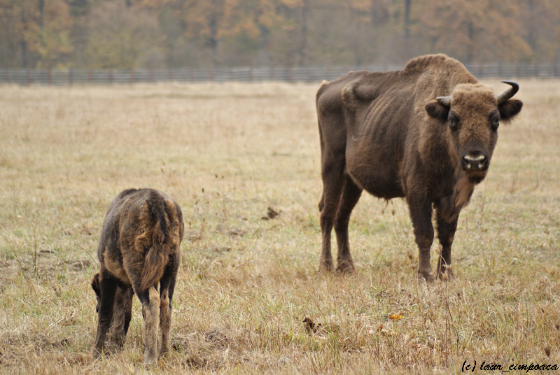 (c)Photography beyond words,poze,fotografii,photo from Romania: Zimbri ...