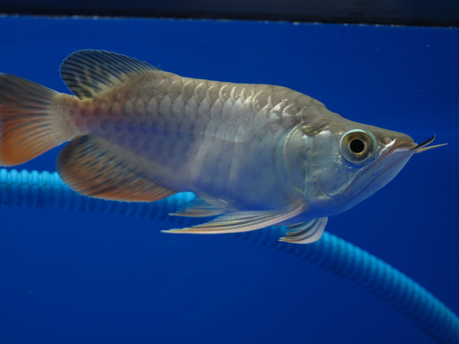 Arowana House - Arowana Stock: Malaysia Gold King Arowana