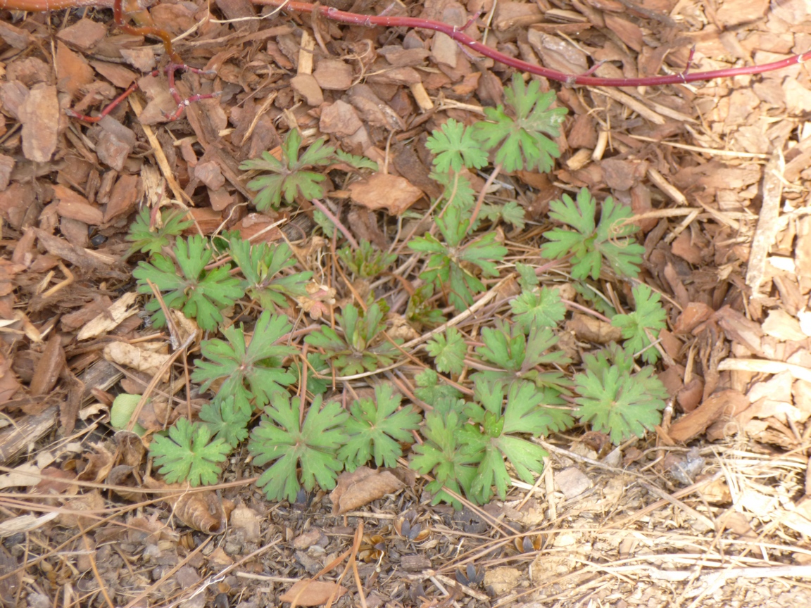Wild Geranium Weed