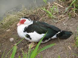 FAIZ FARM: Spesis Itik