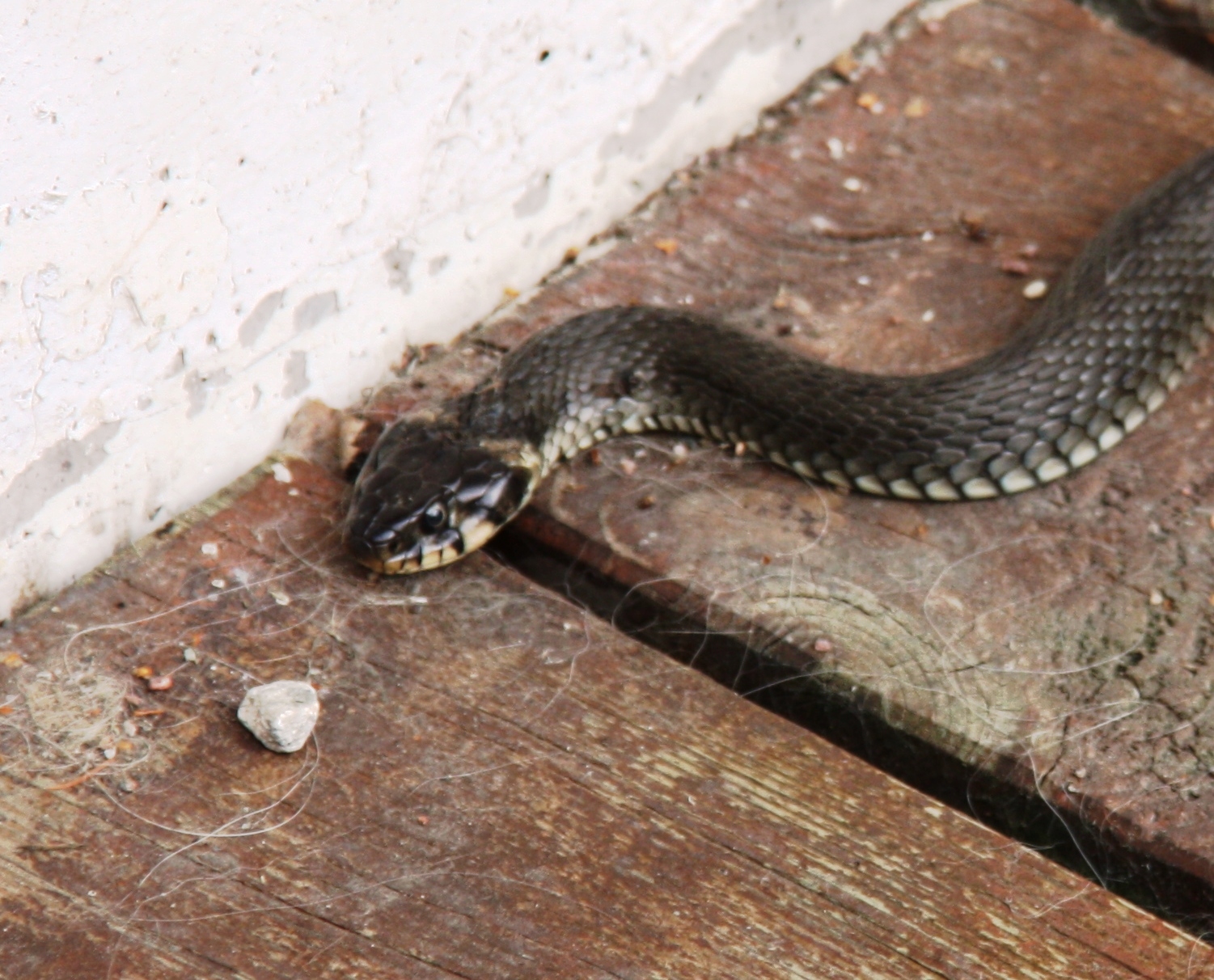 Vouges Dogblog: juli 2012