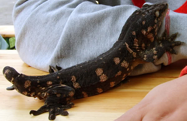 The Rhacodactylus:Geckos of New Caledonia: The Worlds Largest Gecko
