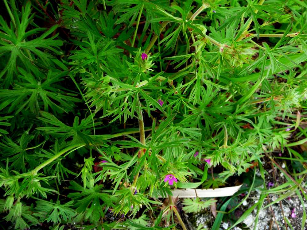 r o b i n 's y a r d: Geranium dissectum