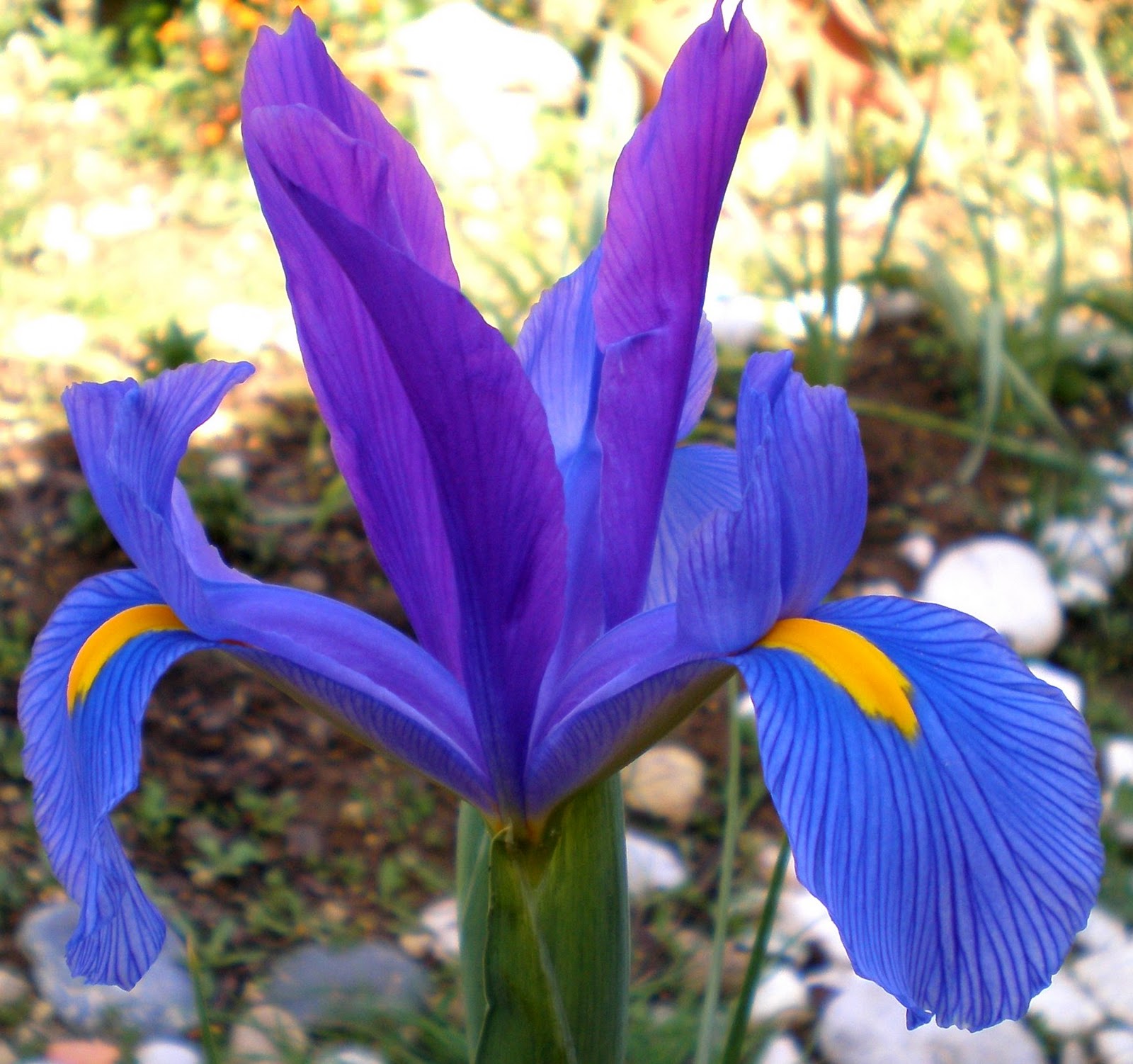 O CANTINHO DA JANITA: OLHAI OS LÍRIOS DO CAMPO...