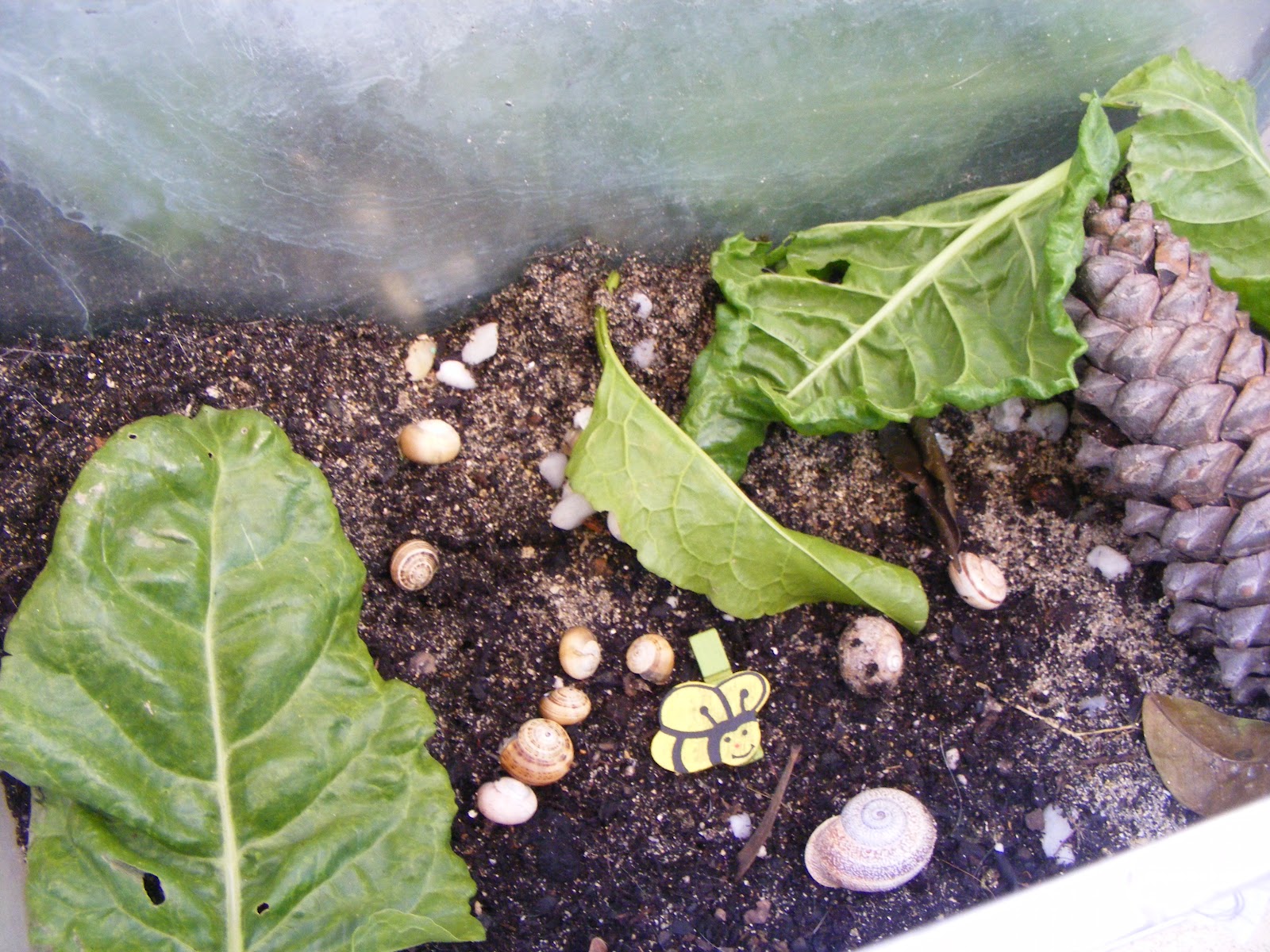 QUERIENDONOS CADA MINUTO: Terrario para insectos y moluscos.