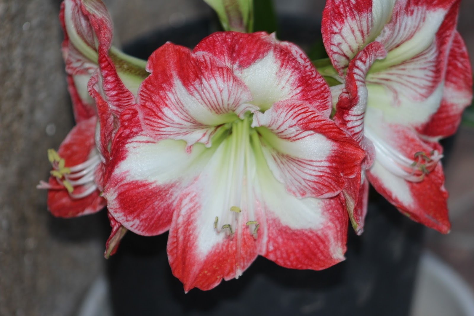 Perfumes y luces de Extremadura: Amaryllis Exotic striped. Mis flores.