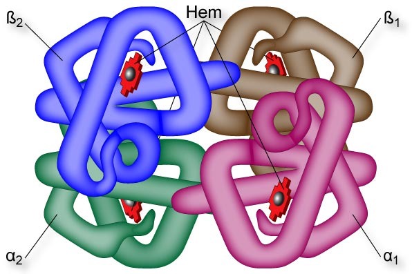 Grupo de Estudos Aplicados à Hematologia: Hemoglobina Glicada