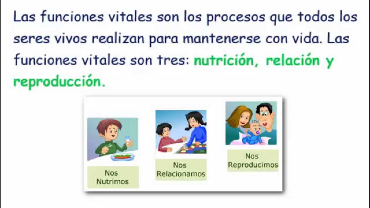 Funciones Vitales De Los Seres Vivos Cules Son Y Ejemplos