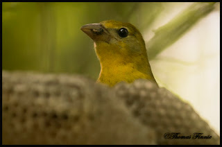 Thomas Finnie Photography: Summer Tanager Diet