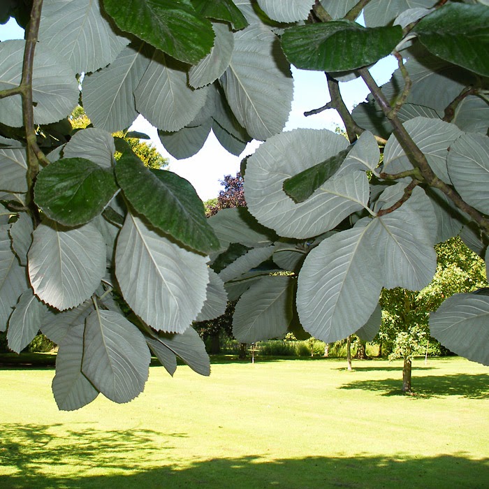 Trees Planet: Sorbus aria – Whitebeam