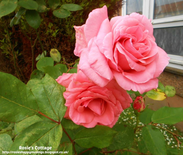 Rosie's Cottage: Garden Smiles: After Storm Hector..