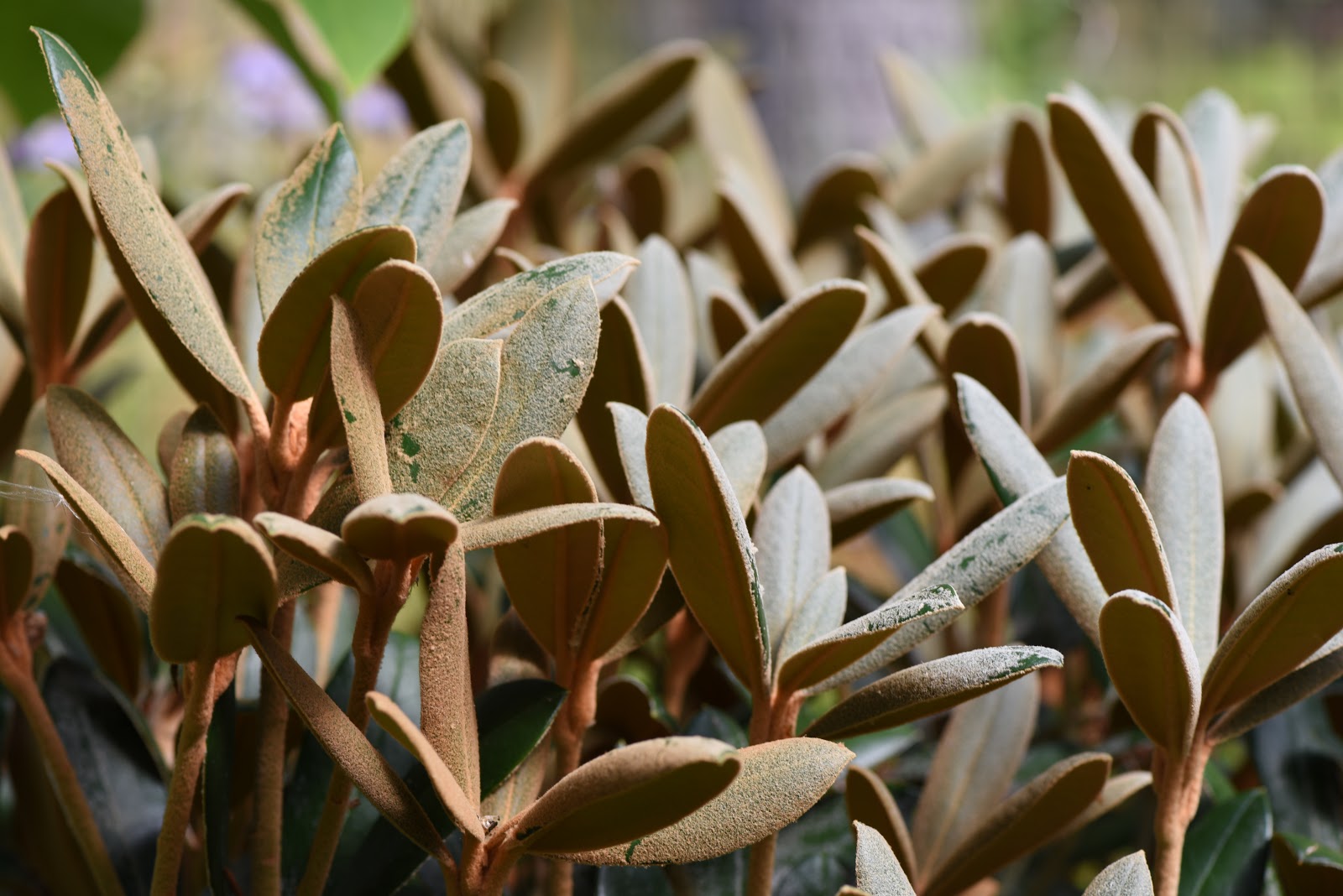 Hagtorpet: Rhododendron med indumentum och tomentum på bladen