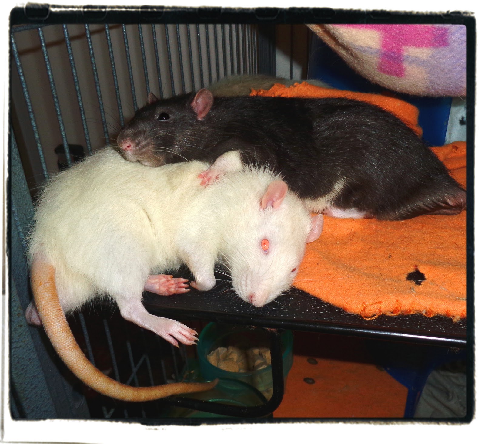 Tunay Na Mahal: Rat Kids!