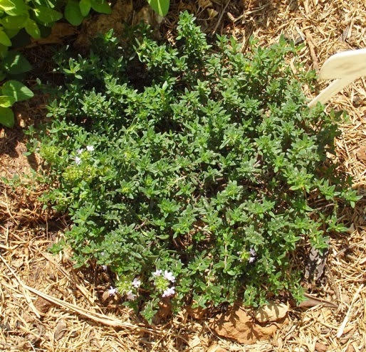 Roots 'n' Shoots: Thyme: How to Grow - Herb of the Month