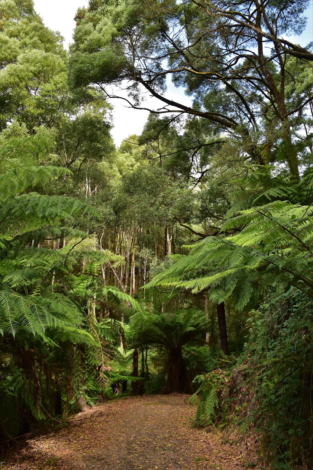 Goin' Feral One Day At A Time: Stevensons Falls Circuit, Otway Forest ...