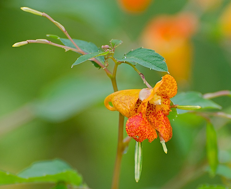 Riverdaze…: JEWELWEED