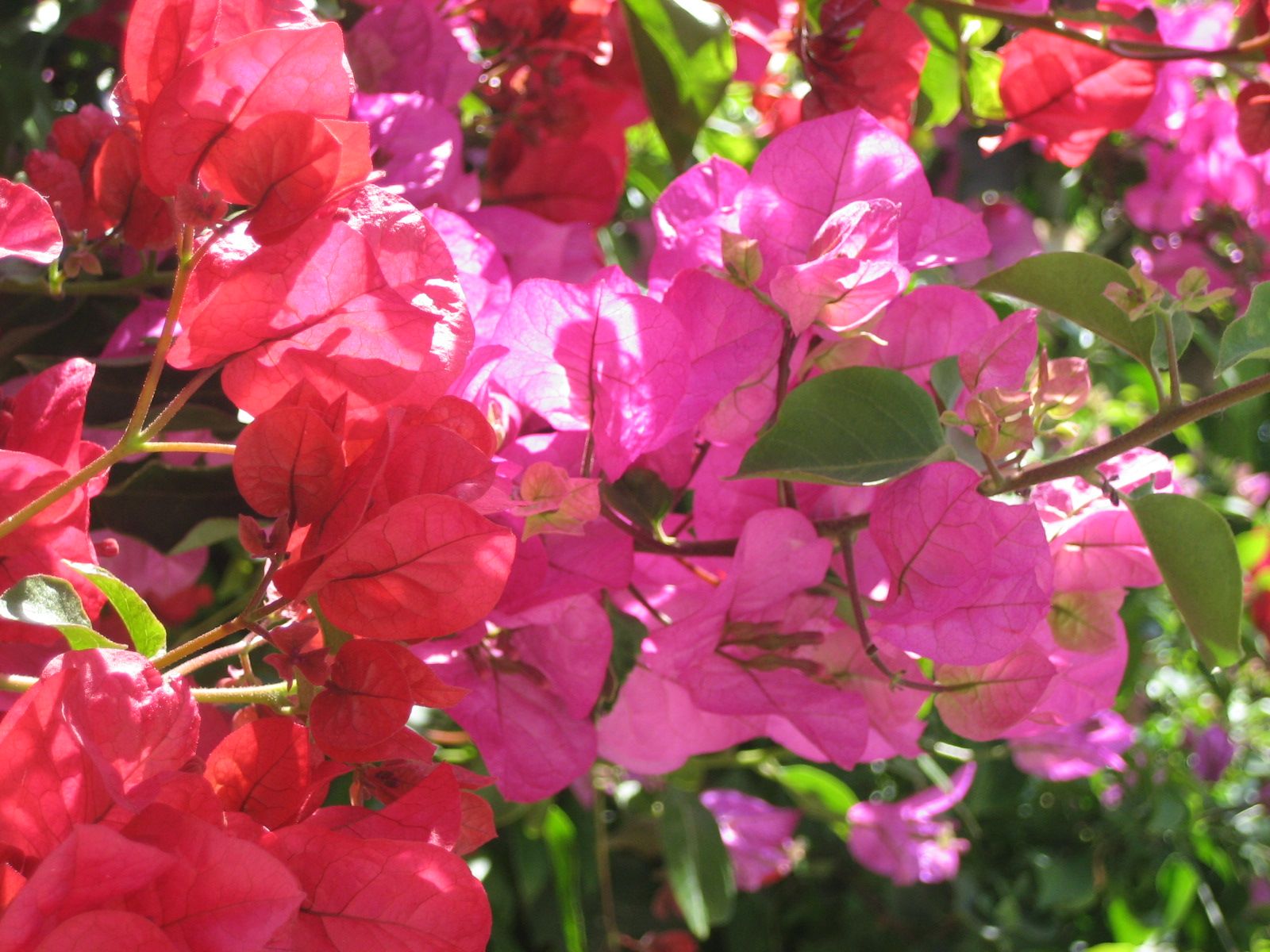 Bougainvillea Wallpaper
