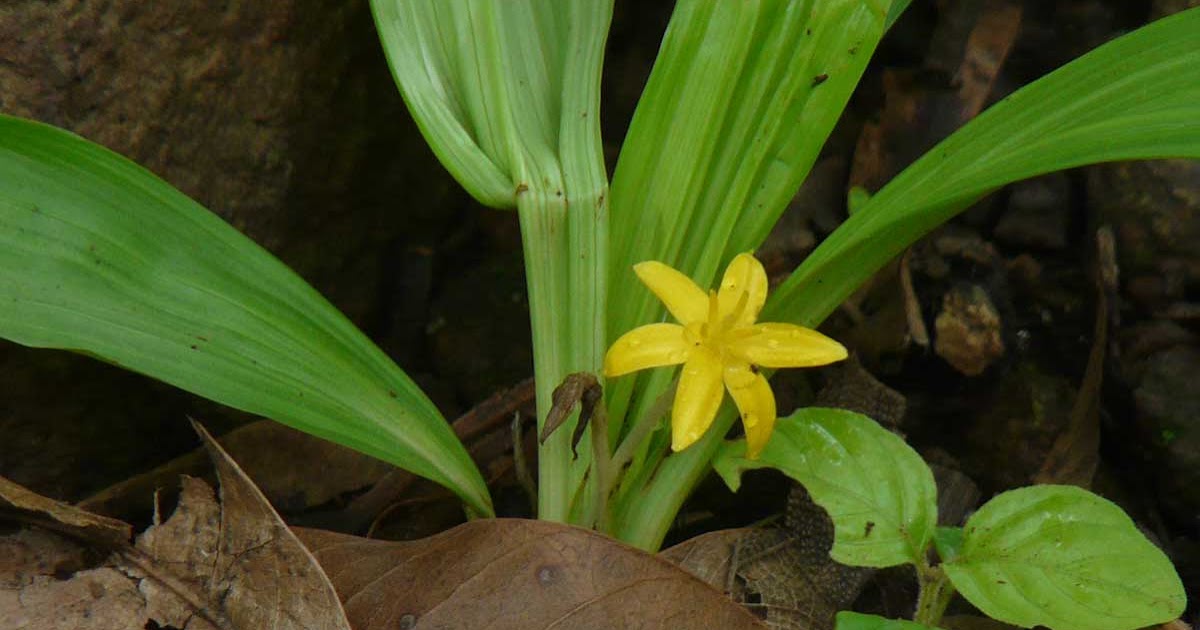 Medicinal Plants: Curculigo orchioides, நிலப்பனைக்கிழங்கு, काली मुसली ...