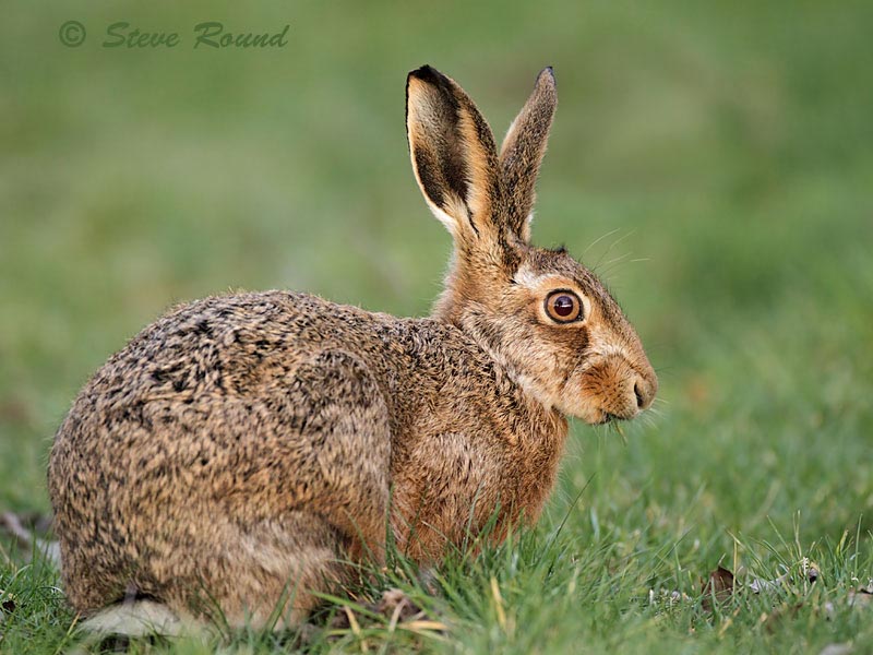 Steve Round Wildlife Photography: Brown Hares