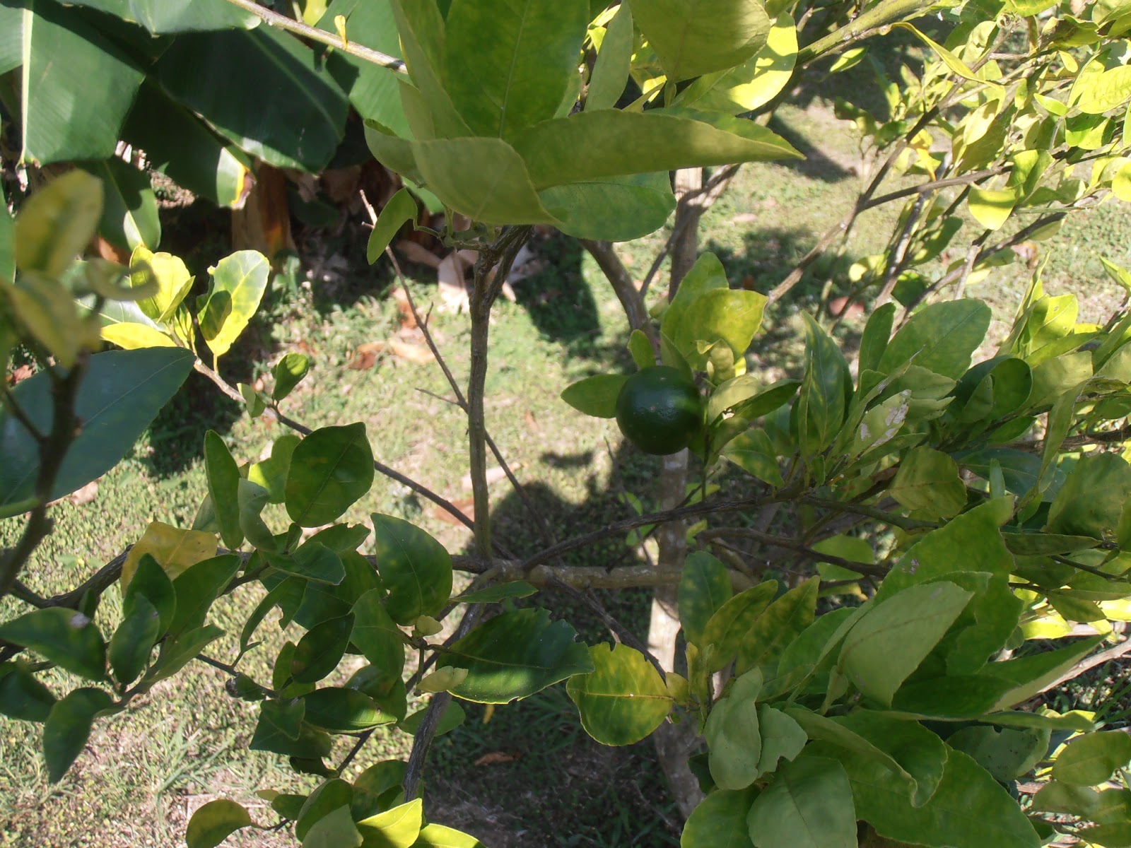 Flora de Puerto Rico Ilustrada Papo Vives: RUTACEAE Citrus x aurantium ...