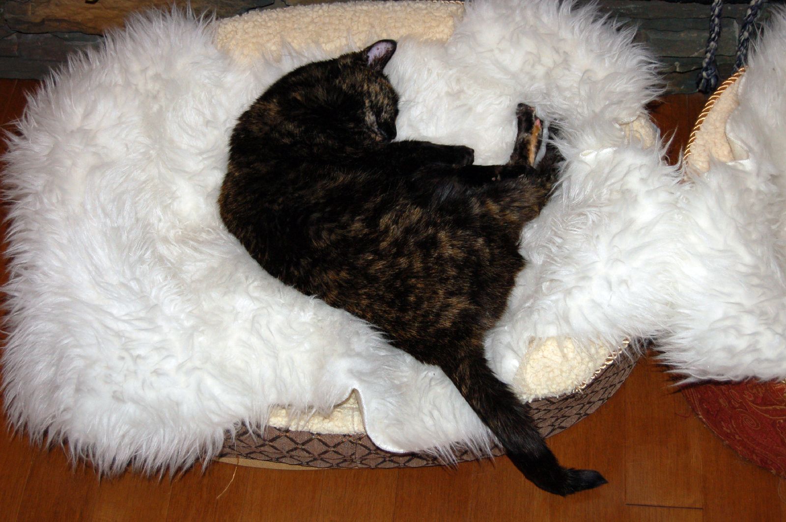 Flashback - Boxing Day Cats 2016