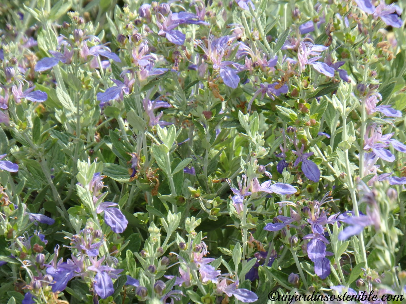Teucrium fruticans (Olivilla, Salvia amarga, Teucrio etc.)