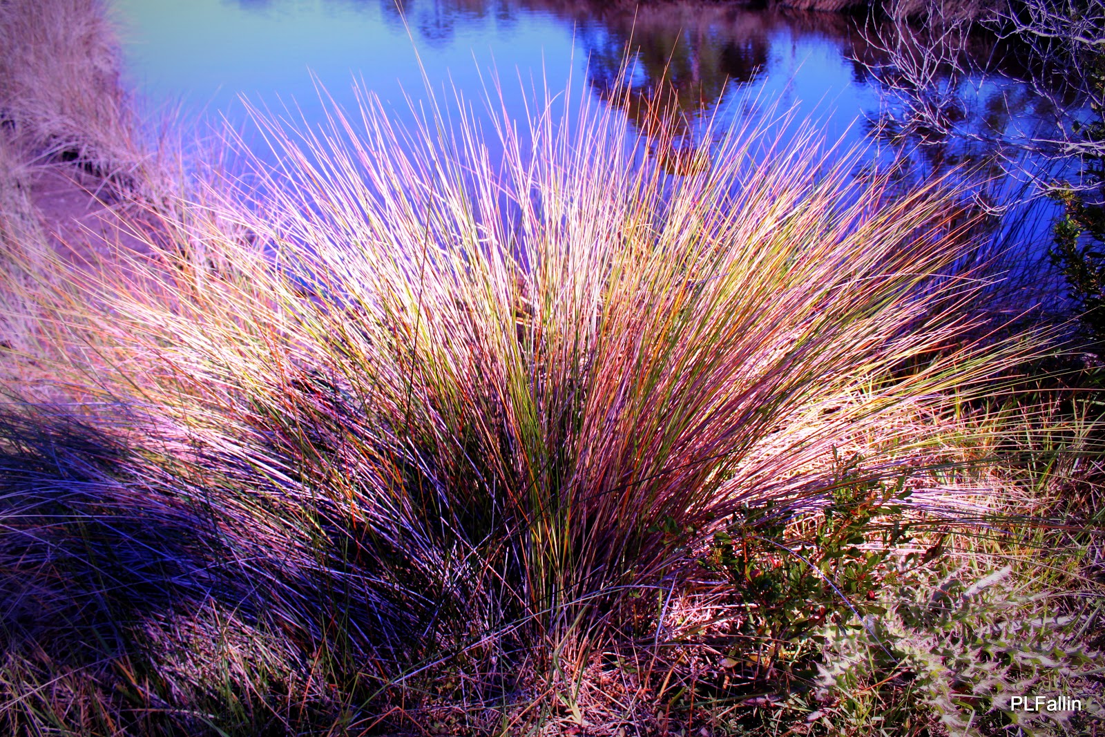 PL Fallin Photography: Wetland Grass