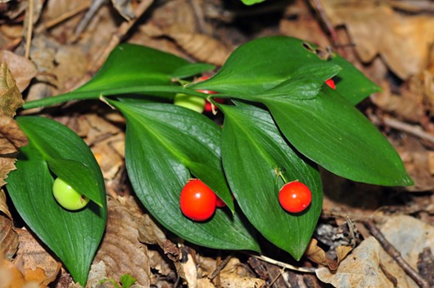 Blog do Edu Ambiental