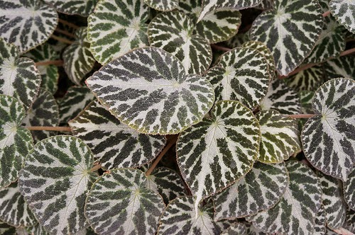 Всё о бегониях и не только...: Begonia 'Silver Jewell'