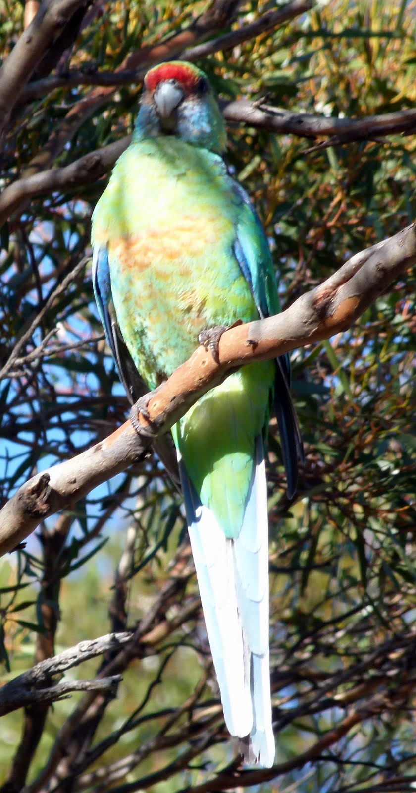 QUEENSLAND BIRDER - Birds and the natural world at home and away ...