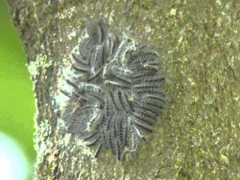 Social forestry: Society, community, people and trees