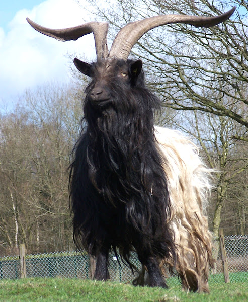 Valais Blackneck Goat: Characteristics, Uses & Full Breed Information