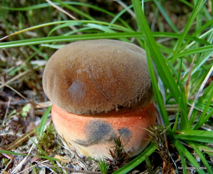 Atlas Grzybów Jadalnych Grzyby Jadalne