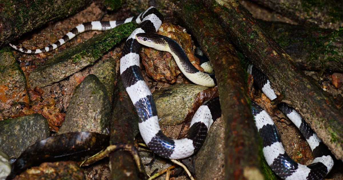 Ular Asli Indonesia: Ular Weling (Bungarus candidus)