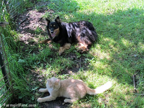 Farmgirl Fare: Wordless Wednesday Big Dose of Farm Dog Cute