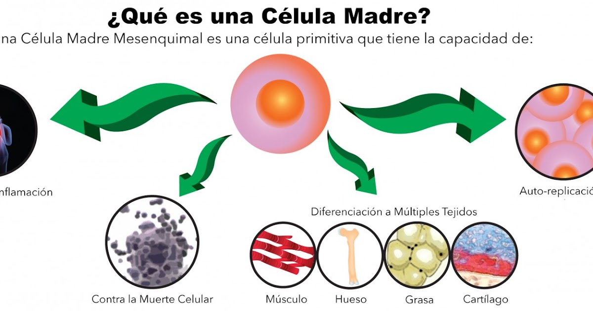 LAS CELULAS MADRE