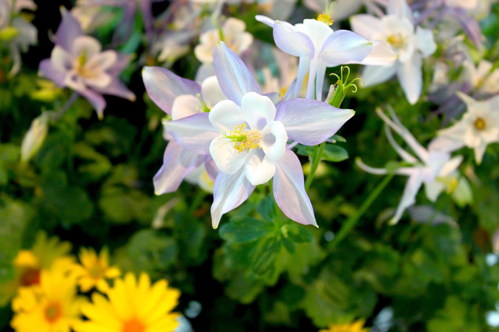 Cleveland Botanical Garden & Mabel's BBQ | Belle Chantelle