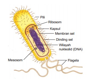 Sel Prokariotik (Pengertian, Contoh, Struktur, Dan Fungsinya) - Kantong ...