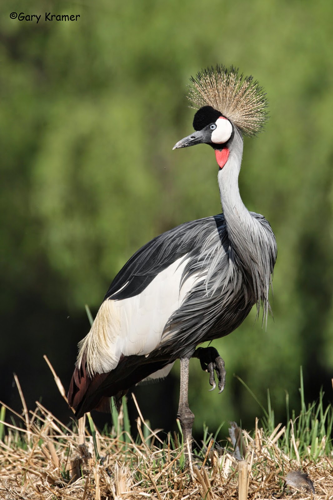 CROWNED CRANE photos - wallpapers | the fun bank