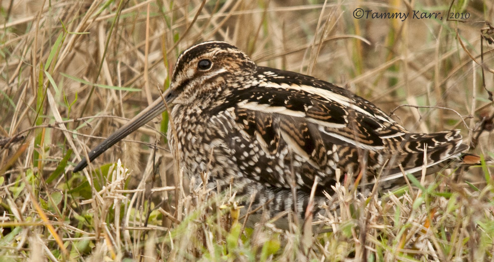 i heart florida birds: Viera Wetlands at Sunset