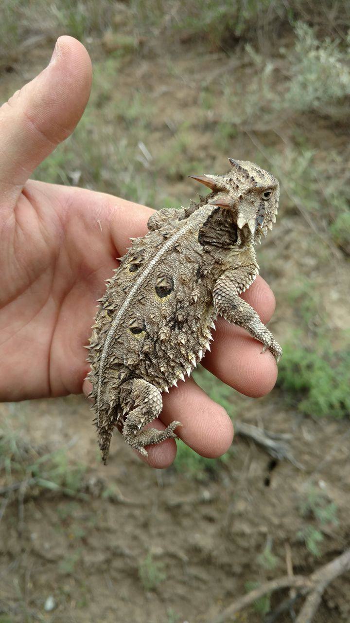 Create a Pokemon character for the user above! on Toyhouse