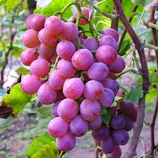 Klasifikasi Anggur dan Manfaatnya | Dunia Remaja™