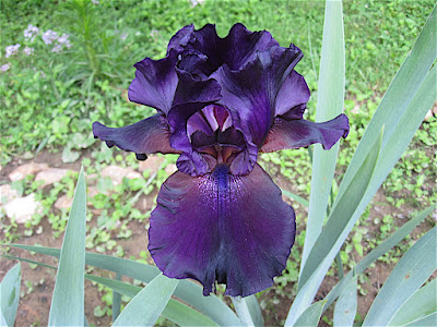 Walter Klingler & Stephen Boydstun : Thursday May 19, 2016 "Raven Girl ...