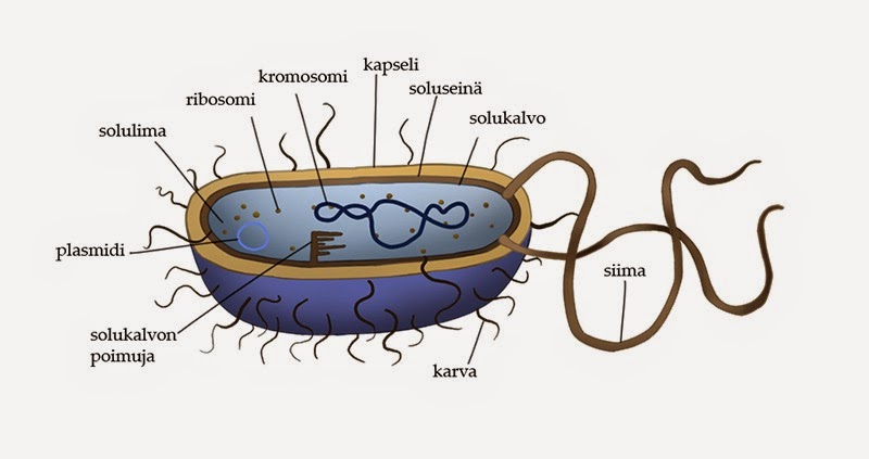 Pääsykoemaraton: Biologia 5: luku 2 Mikroskooppisen pienet eliöt ovat ...