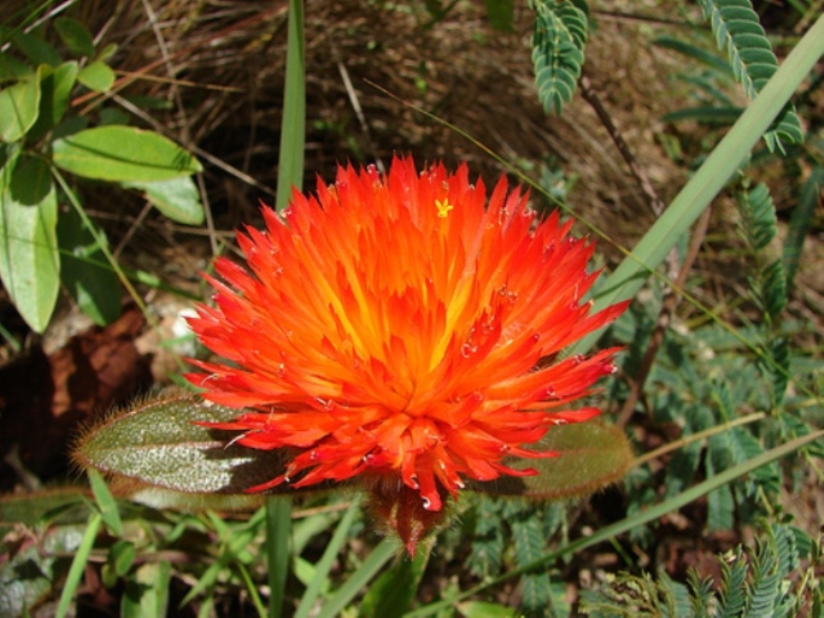 Caliandra do Cerrado: Uma flor do Cerrado: Para-tudo, a flor que nunca ...