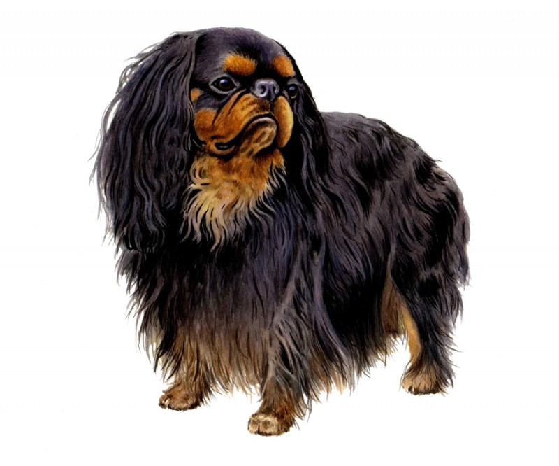 Toy Dog Breeds Pictures and Information