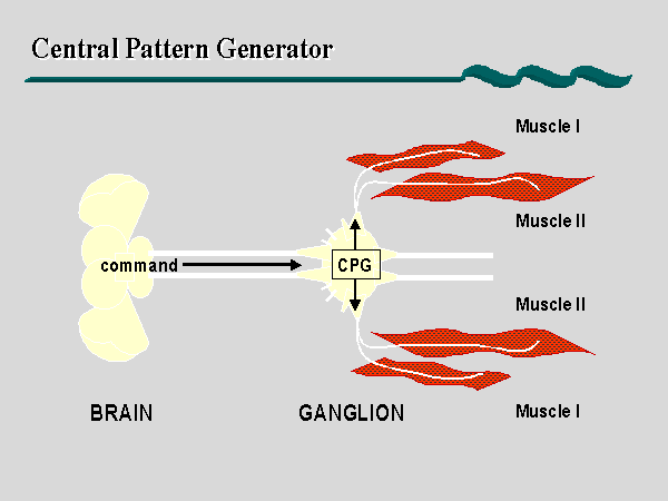 Hjärnfysik - en blogg om hjärnan och löpning: Öka takten med musik